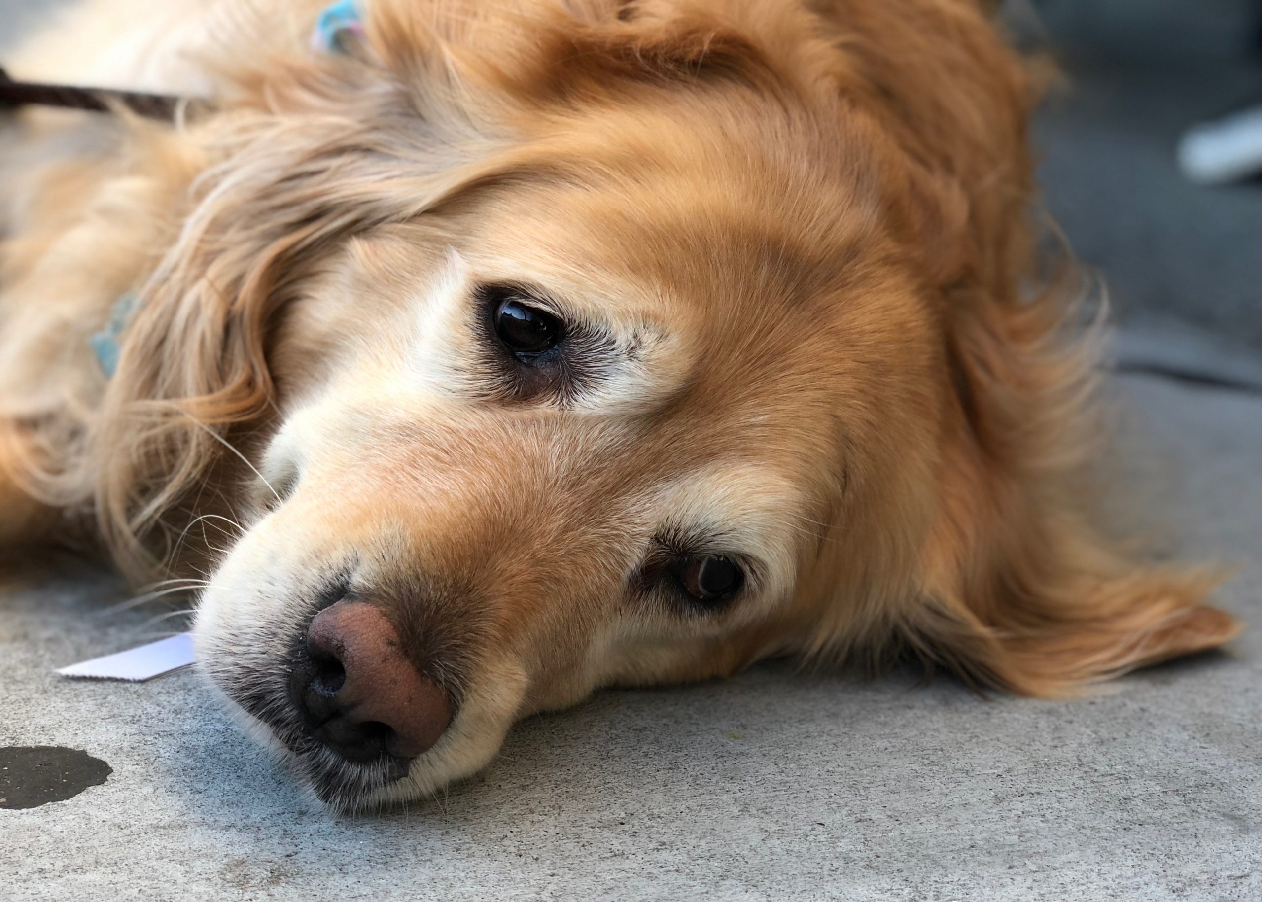 Golden Retriever Boys Out, Indeterminate Terrier Mix Boys In Says New ...