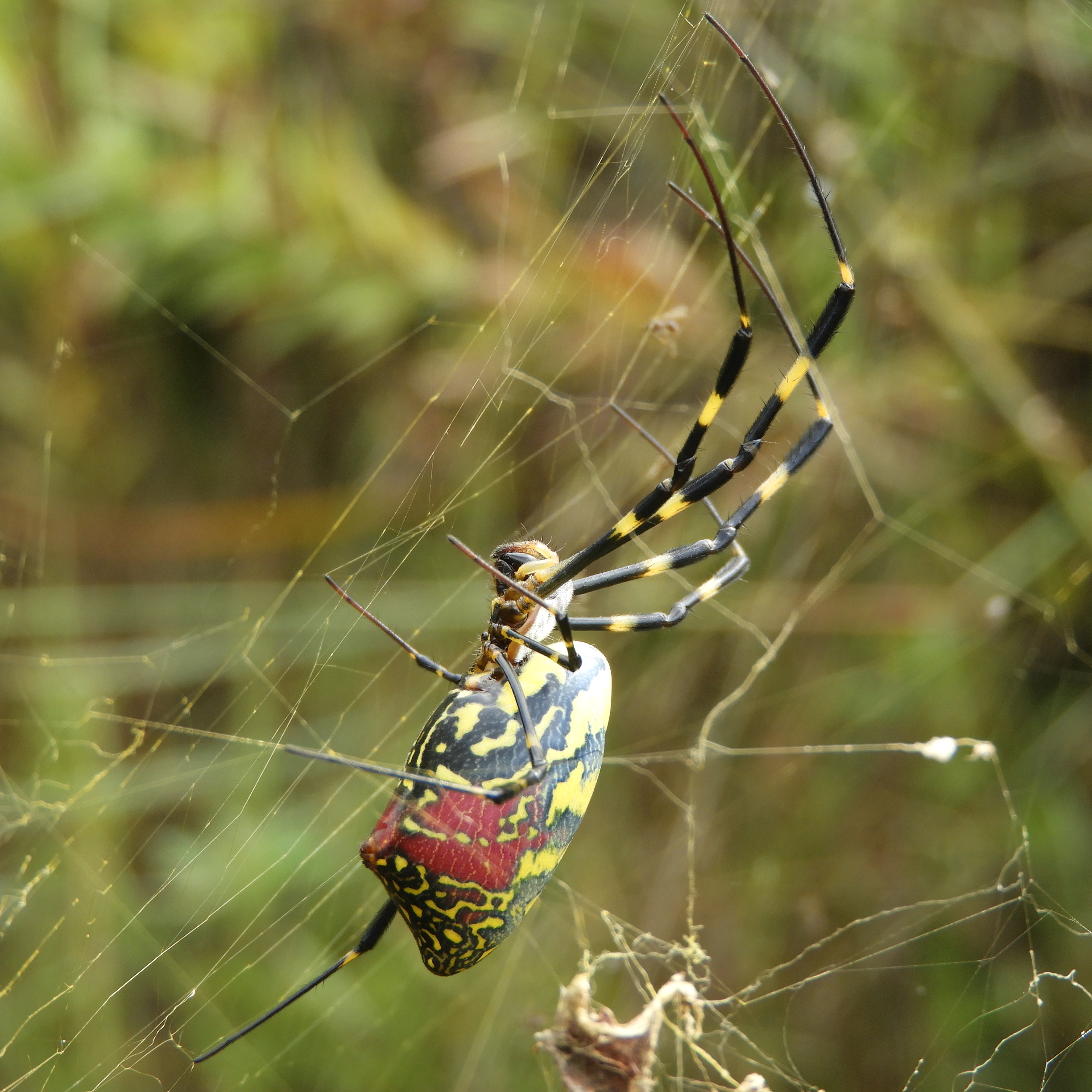 Air Force Forms Task Force of Skydiving Spiders – The Chicago Shady Dealer